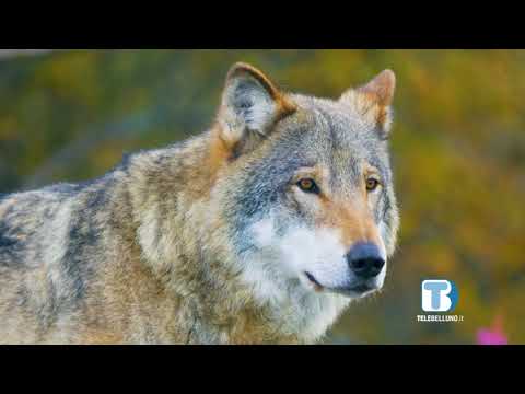 Il primo incontro del progetto LIFE Wolf Alps UE – Telebelluno